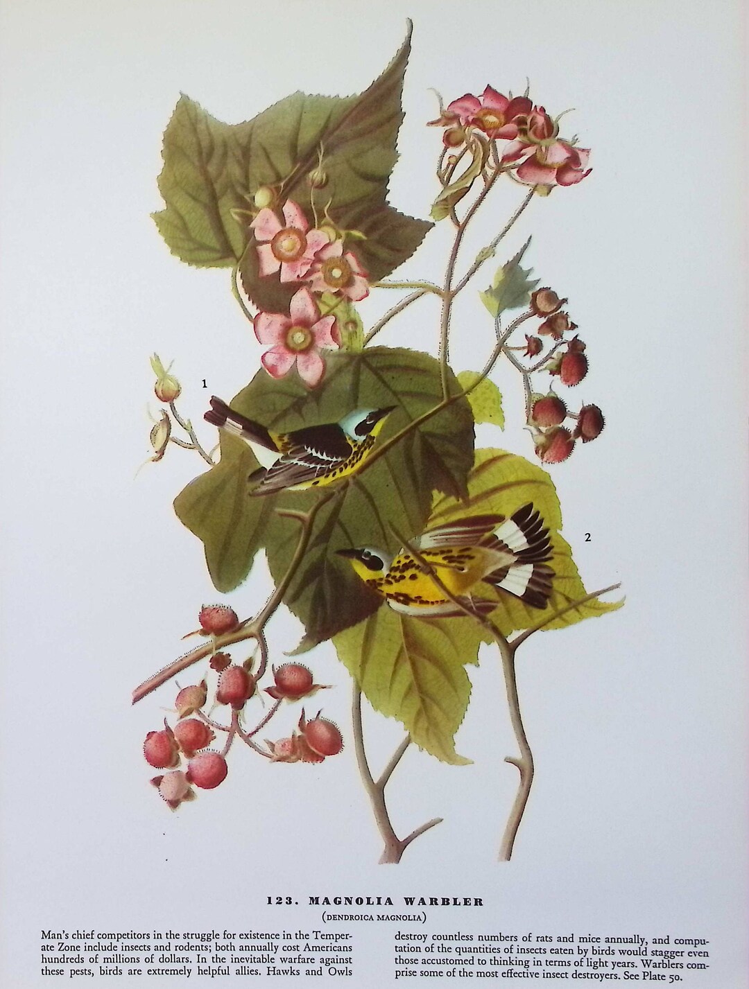 Audubon Warbler Print: 1974 Birds of America Lithograph - Etsy