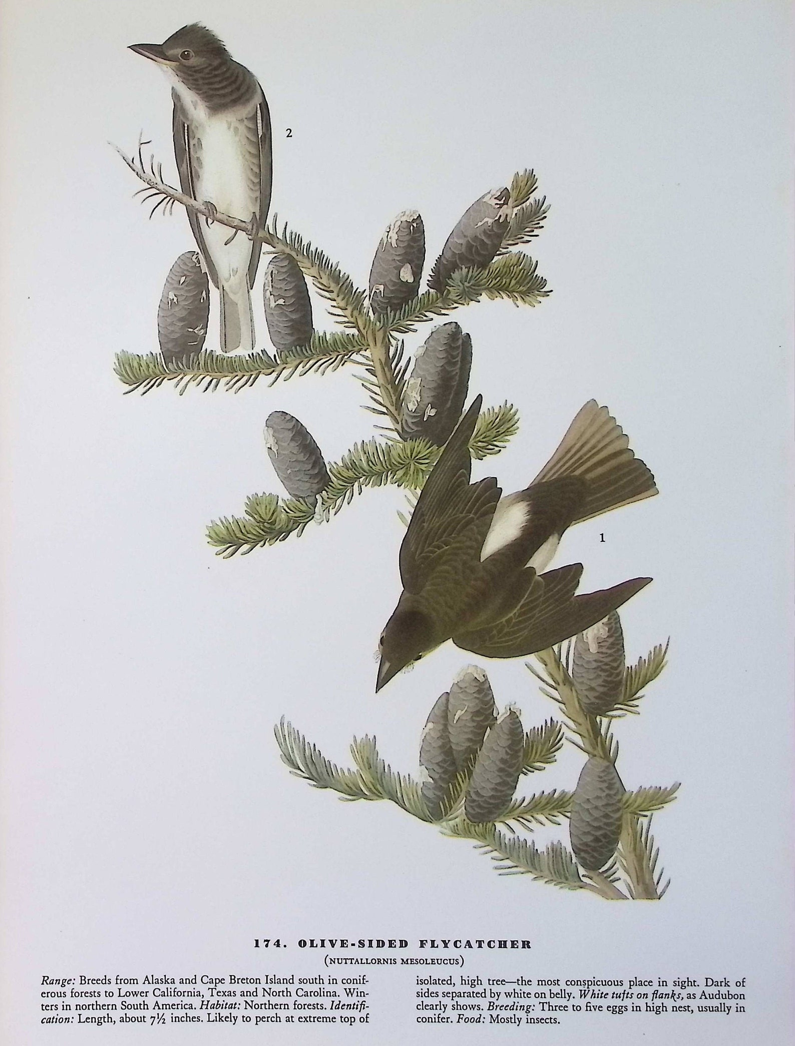 1974 Audubon Barn Swallow & Flycatcher Print: Birds of America ...