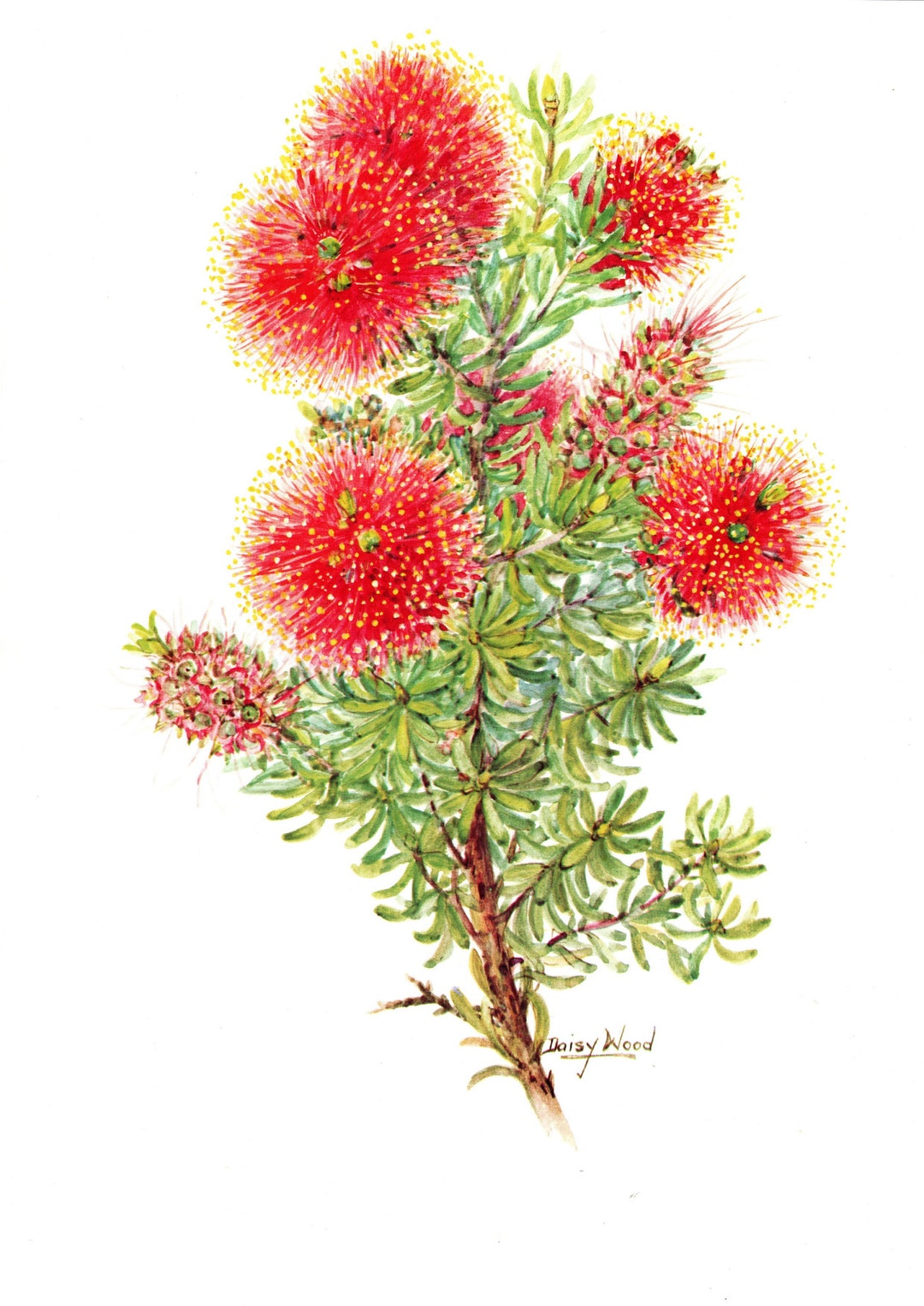 Australian Native Botanical Vintage Print - Kunzia (baxterii) - Unique ...