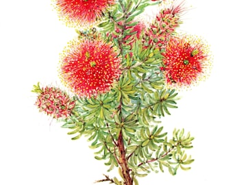 Australian Native Botanical Vintage Print Coral Gum, Western Australia ...