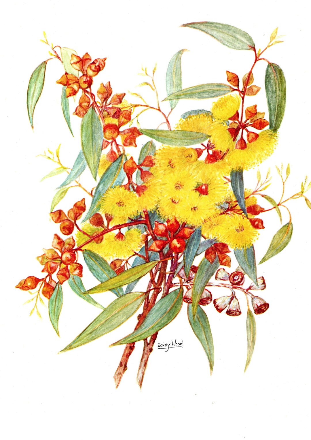 Australian Native Botanical Vintage Print - Eucalyptus Hybrid - Unique ...