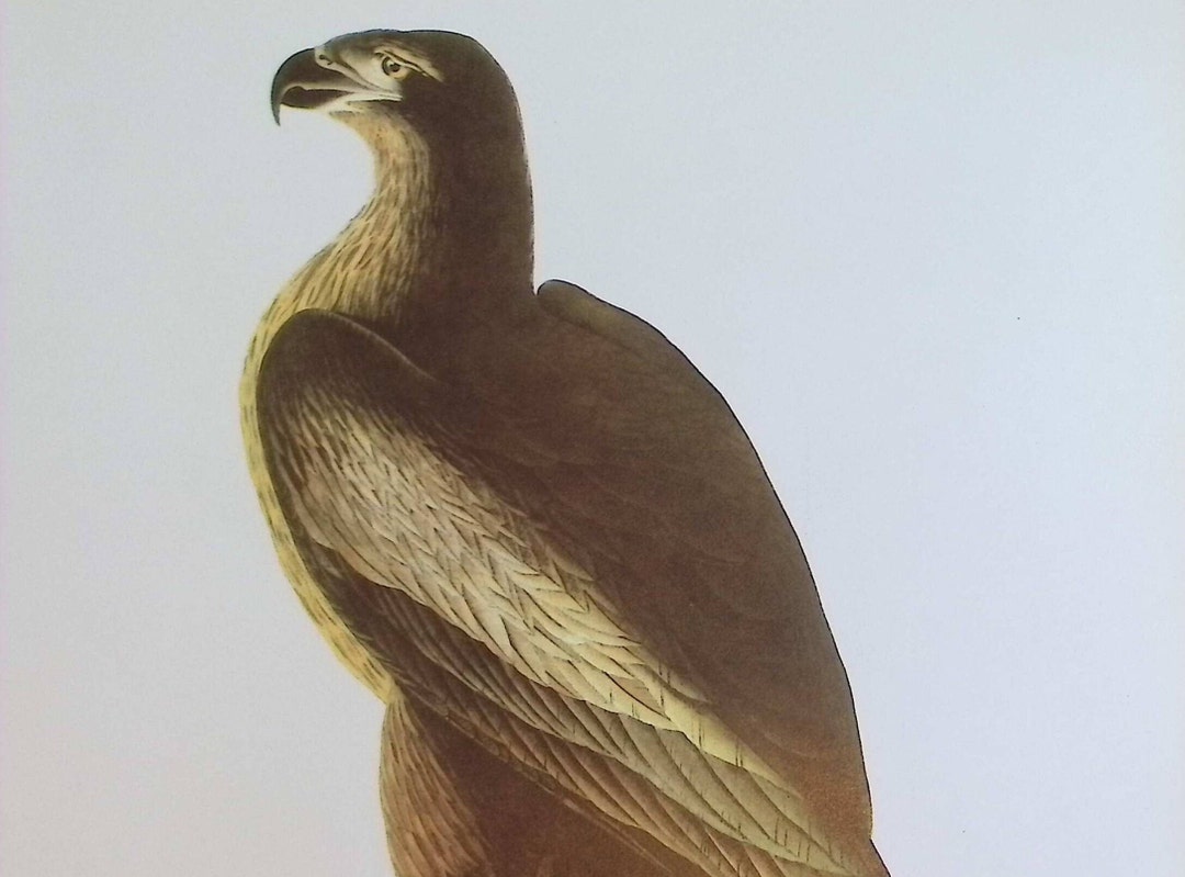 1974 Audubon Bird Print: Bald Eagle & Baltimore Oriole Lithograph - Etsy