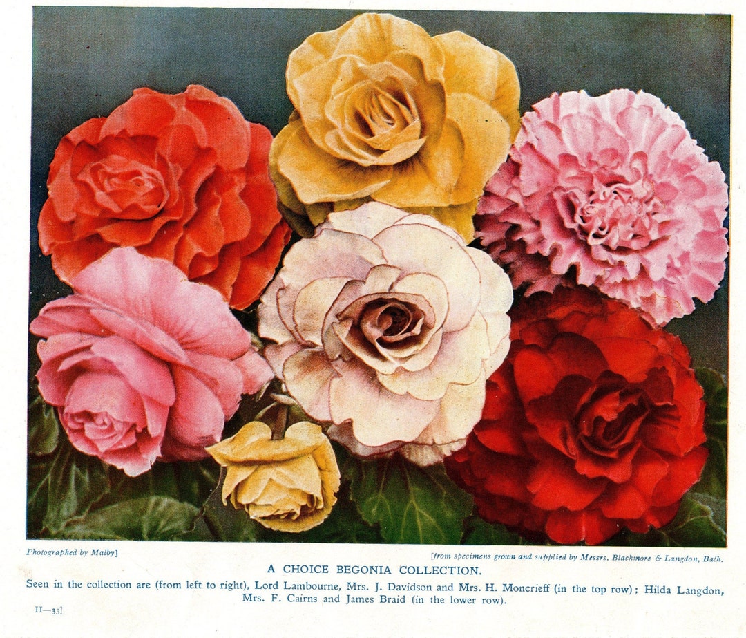 1930 Gardening Botanical Original Vintage Print Begonias Retro Plants ...