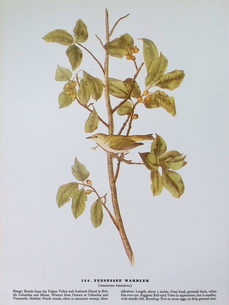 Audubon Warblers Print: 1974 Original Book Plate - Etsy