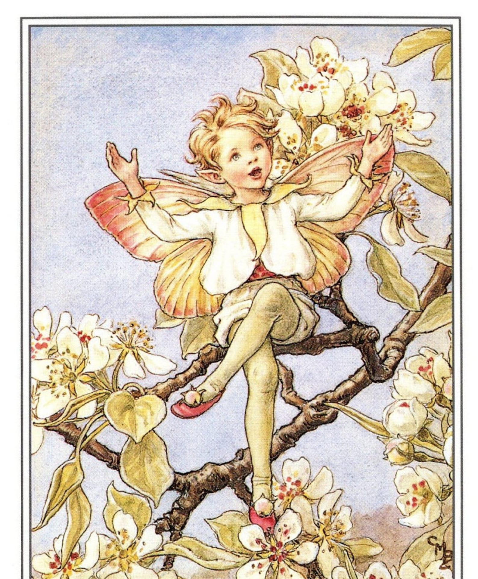 Flower Fairies of the Trees Cicely Mary Barker Original - Etsy