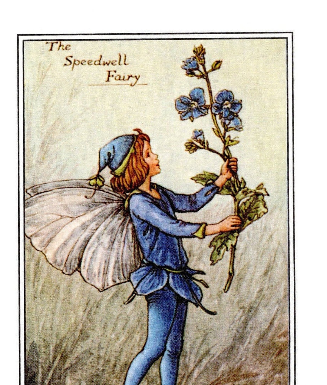 Flower Fairies of the Spring - Cicely Mary Barker - Speedwell Fairy ...