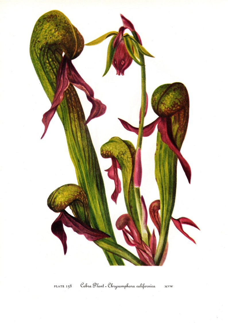 Vintage Cobra & Parrot Pitcher Plant Print: Wildflowers of America - Etsy