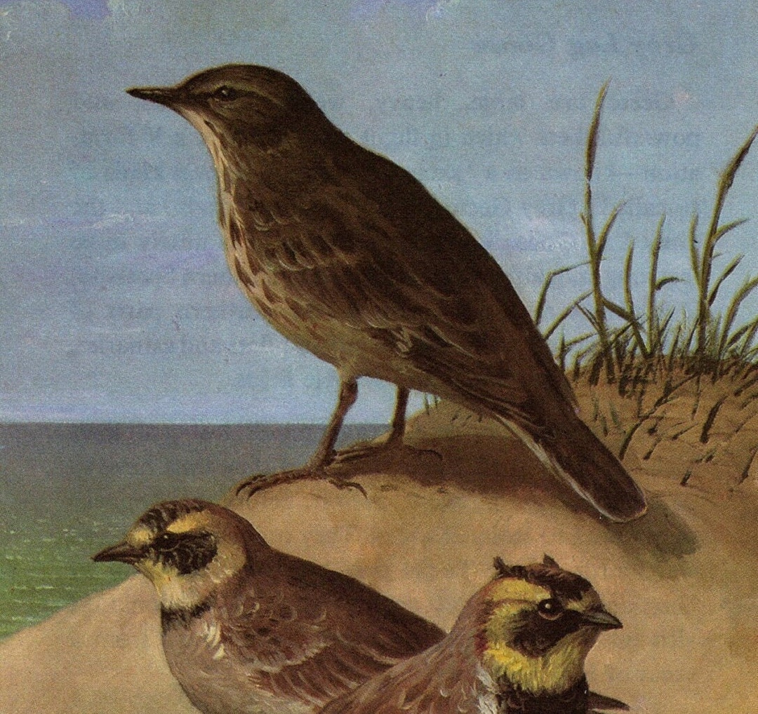 1967 Rock Pipit & Shore Lark Original Bird Print Sea and Estuary Bird ...