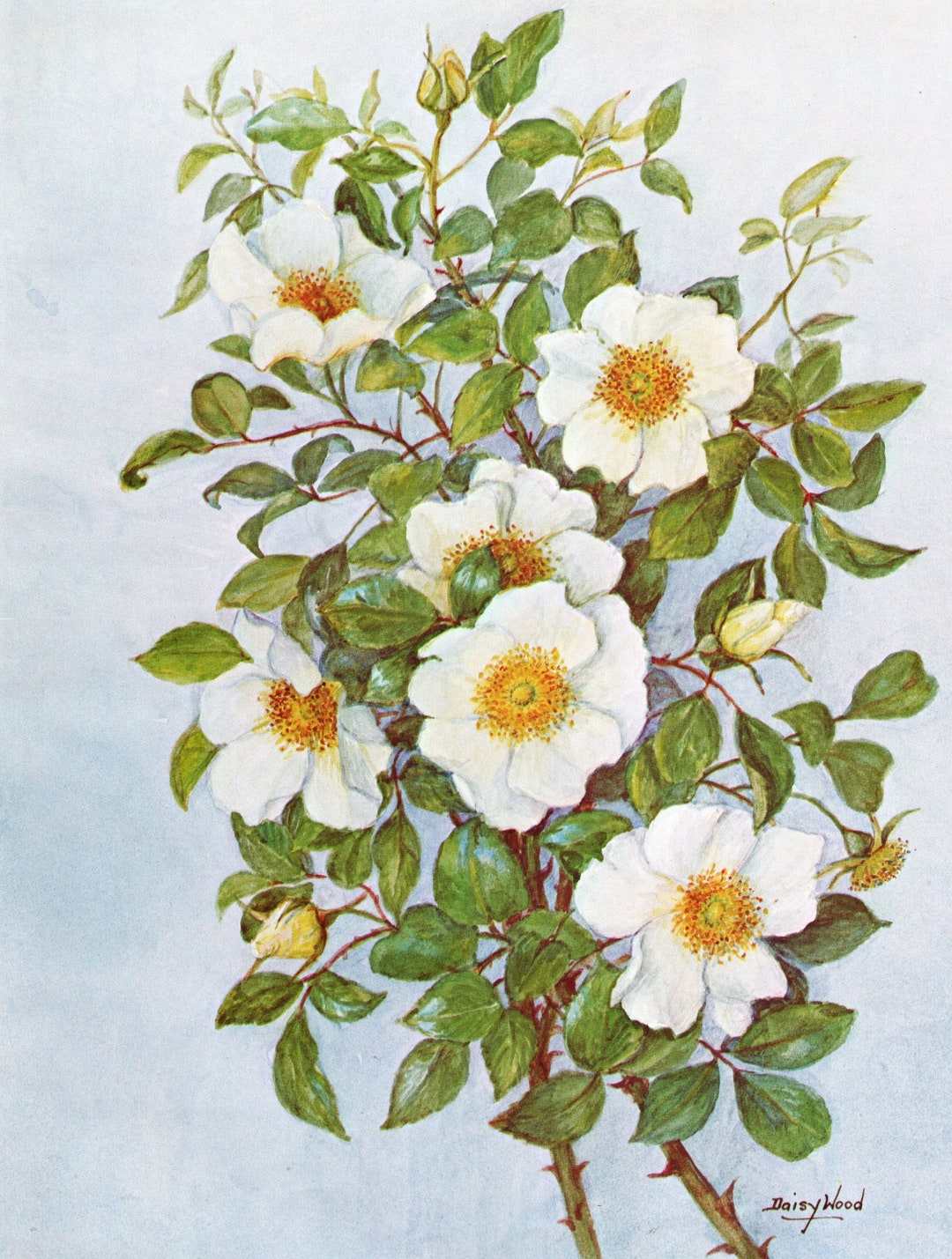 Australian Native Botanical Vintage Print - Climbing White Rose ...
