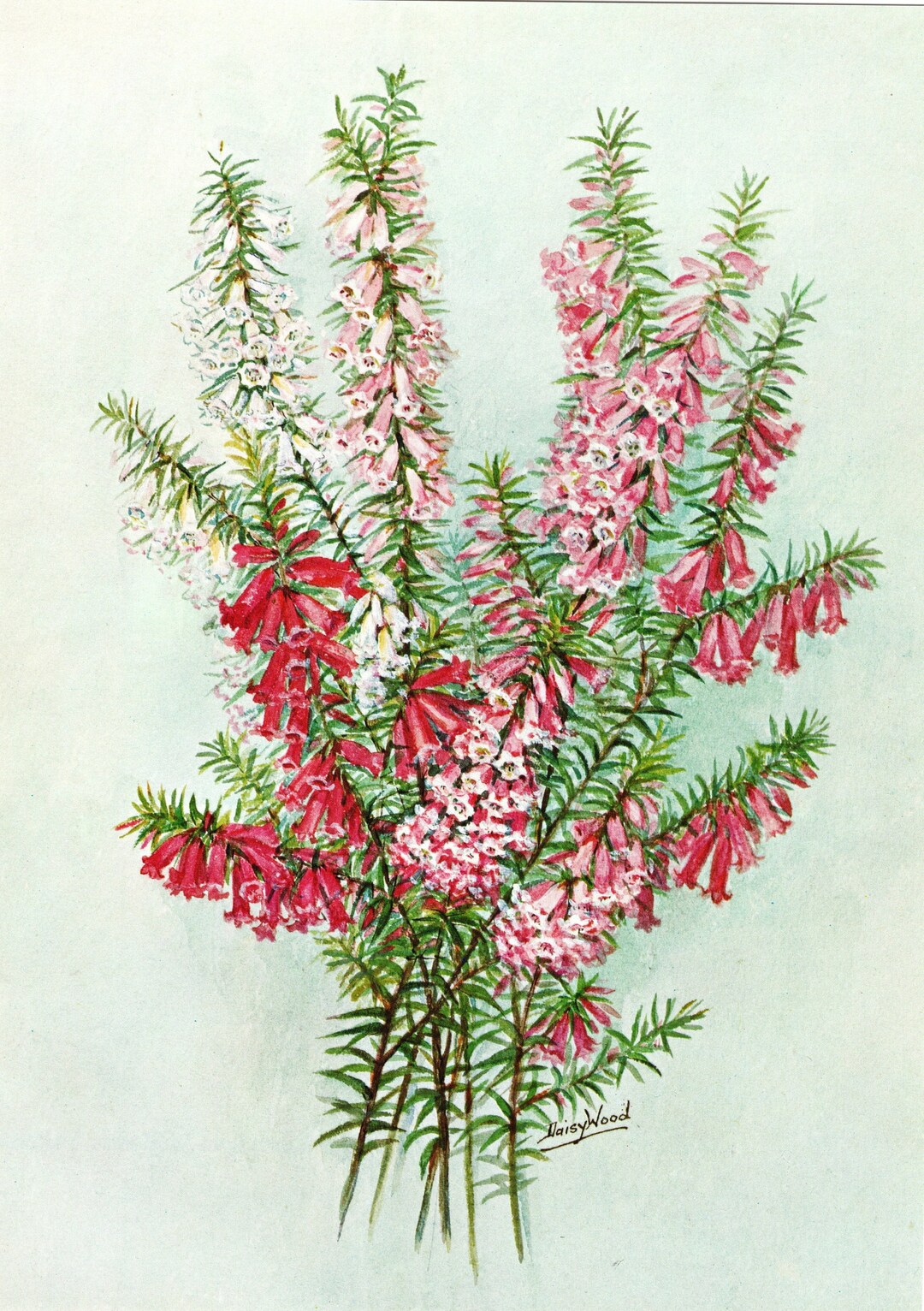 Australian Native Botanical Vintage Print - Native Heath (floral Emblem ...