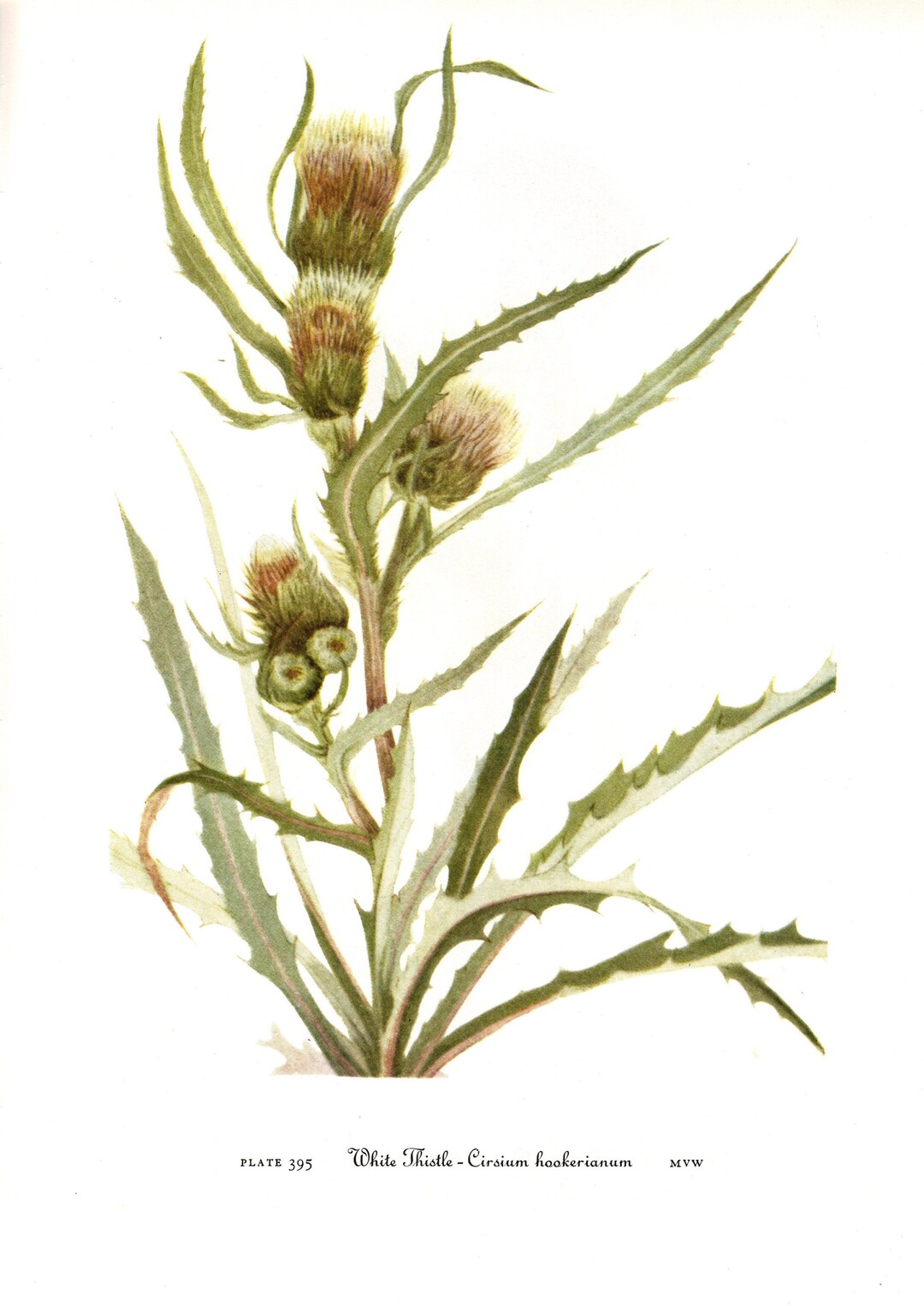Vintage White Thistle Botanical Print: Wild Flowers of America - Etsy