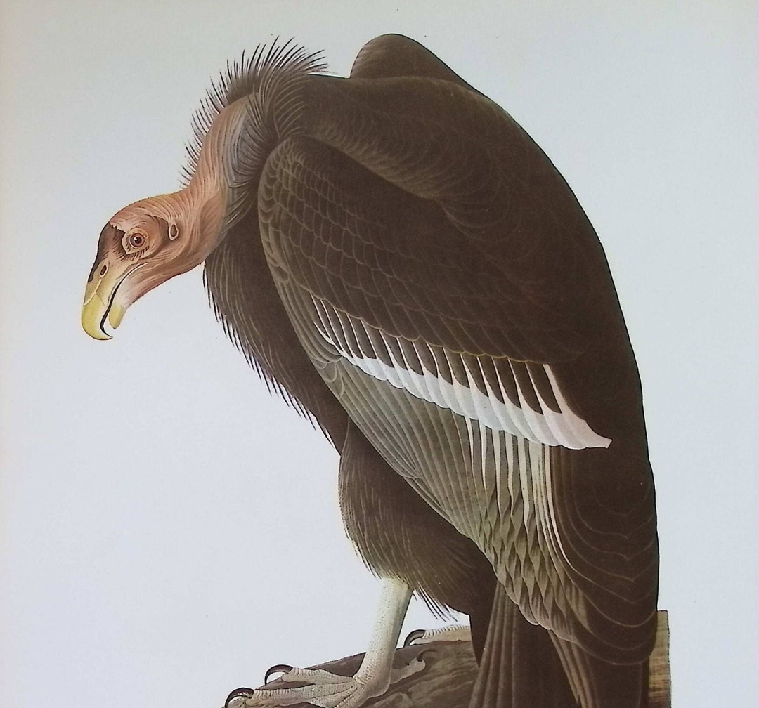 1974 Audubon California Condor Print: Original Ornithology Art - Etsy
