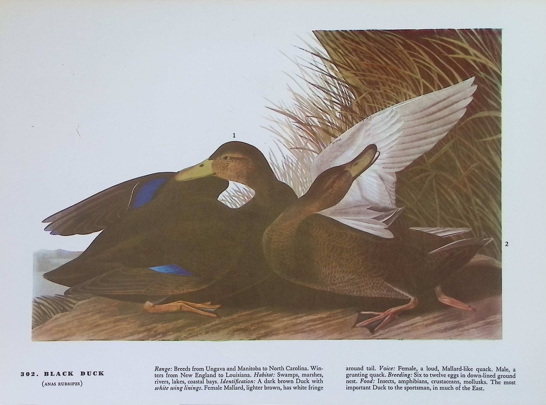 Audubon Black Duck & Canvasback Print: 1974 Birds of America Lithograph ...