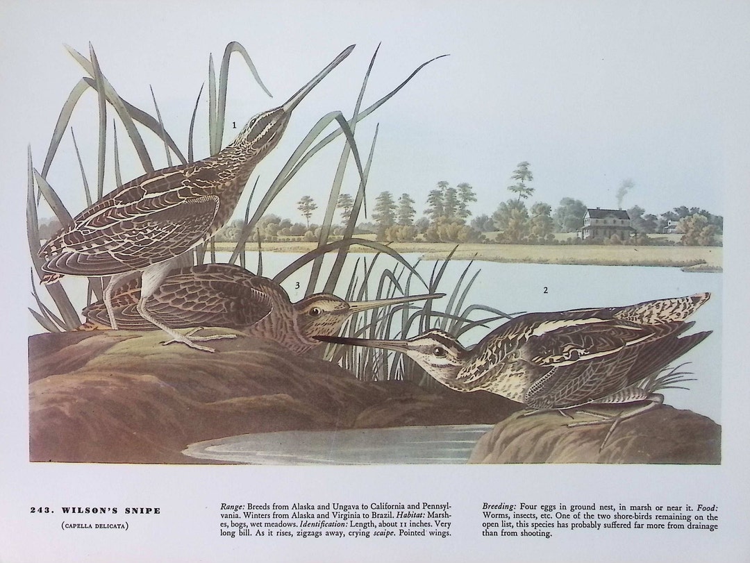 1974 Audubon’s Birds of America Original Large 2-sided Print - Wilson's ...