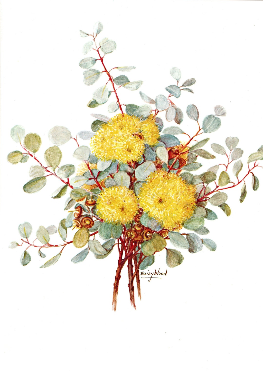 Australian Native Botanical Vintage Print - Round-leaved Mallee ...