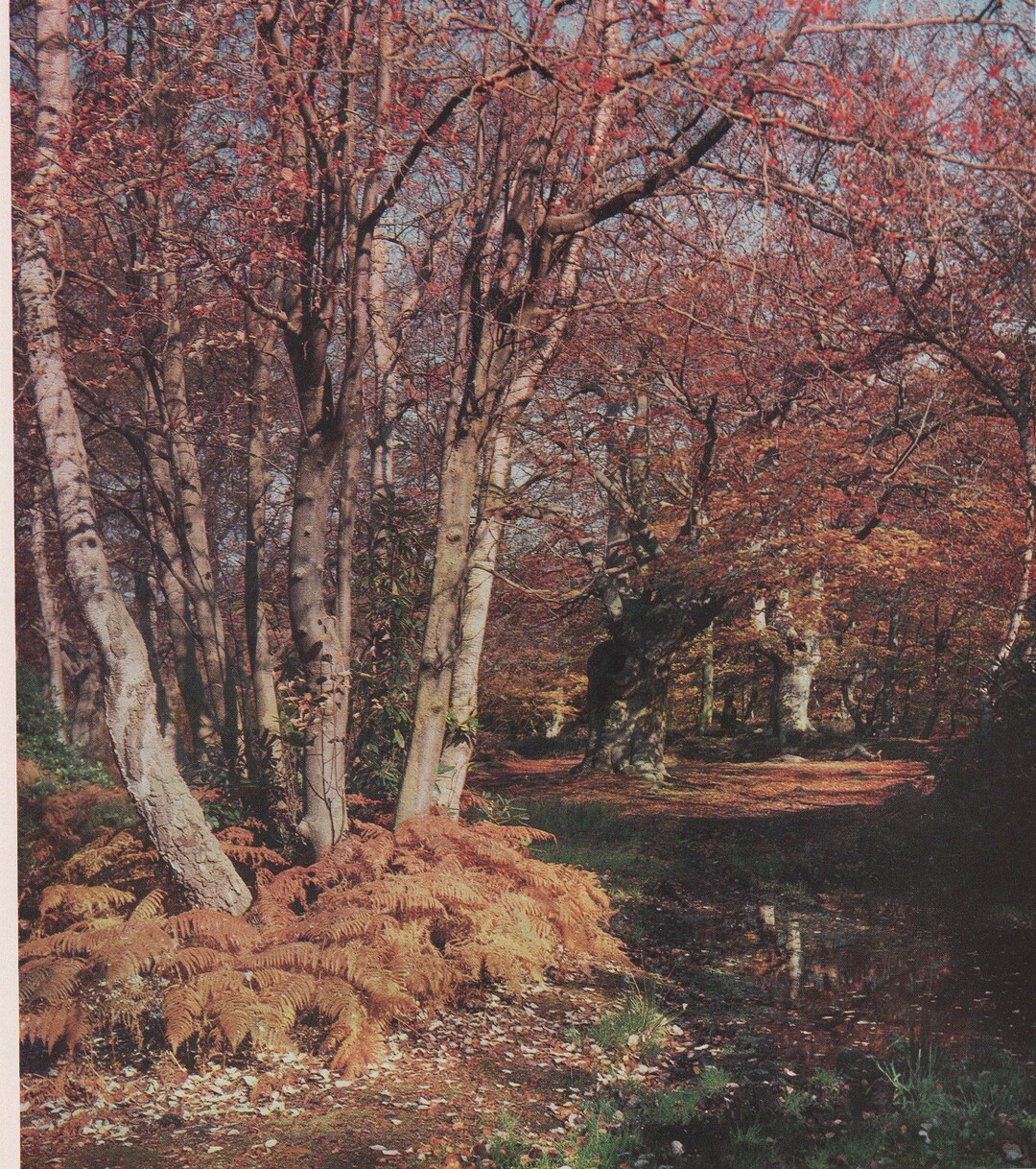 Original Vintage Photo Print Burnham Beeches 1966 From country Life ...