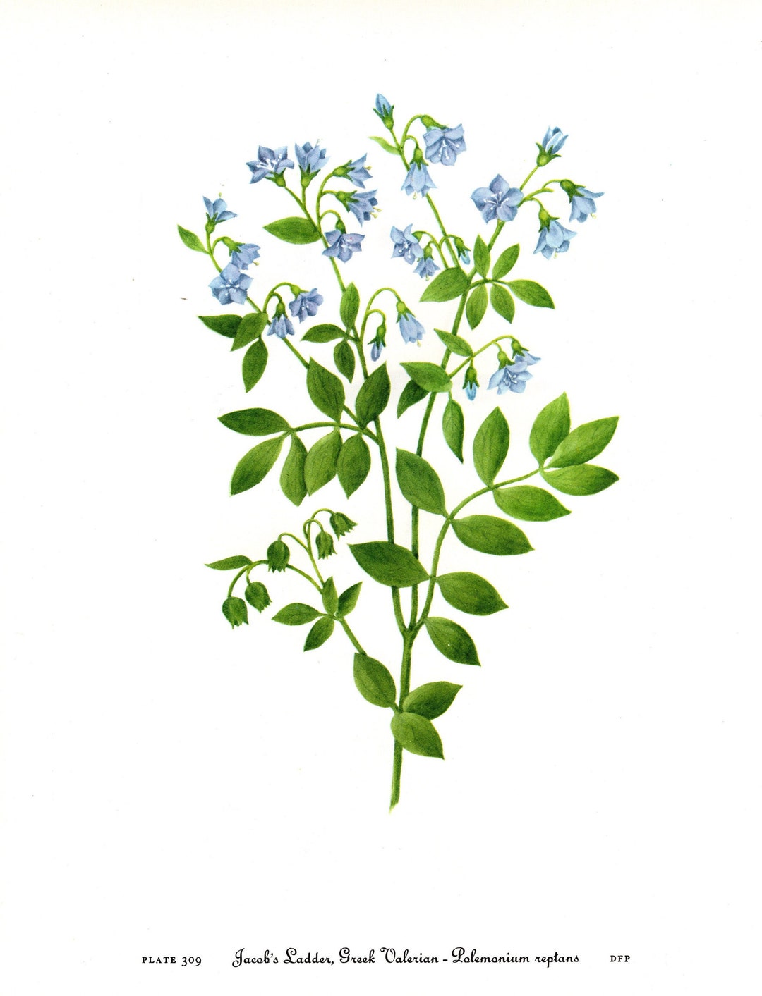 Vintage Wildflower Botanical Print: Jacob's Ladder, Greek Valerian - Etsy