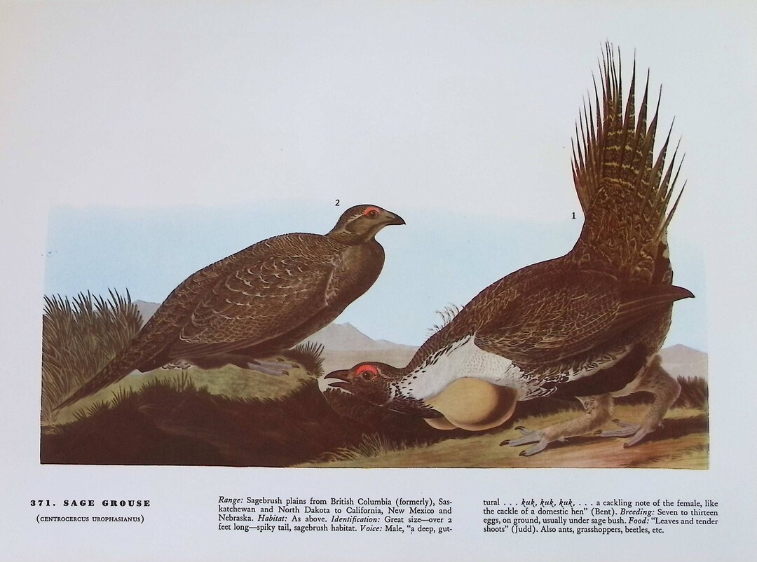 1974 Audubon’s Birds of America Original Large 2-sided Print - Sage ...