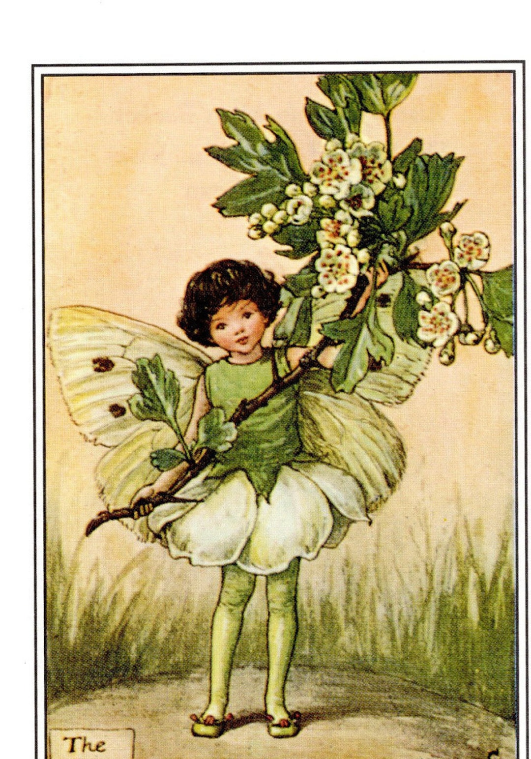 Flower Fairies of the Spring - Cicely Mary Barker - May Fairy ...