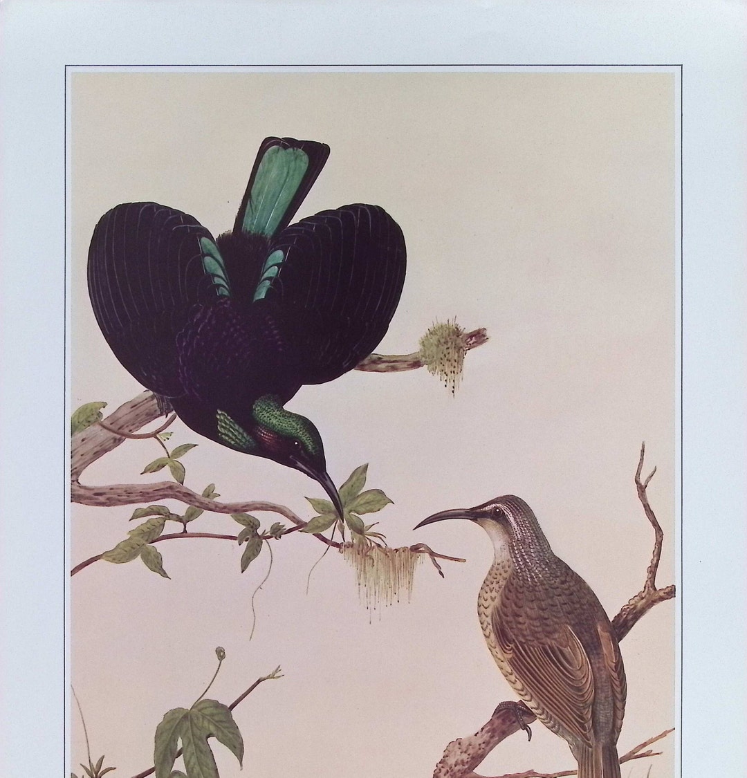 1969 Neville H.P. Cayley "paradise Rifle-bird" Original Large ...