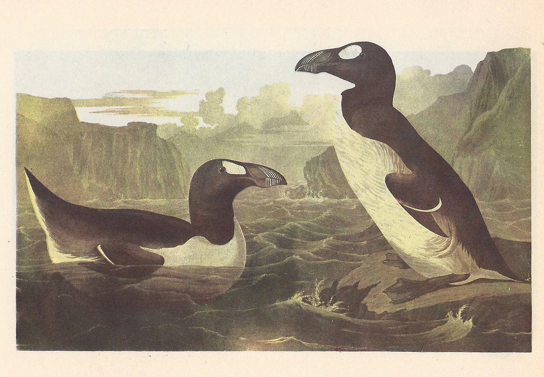 Audubon's Auk Bird Print: 1950 Vintage Ornithology Art - Etsy