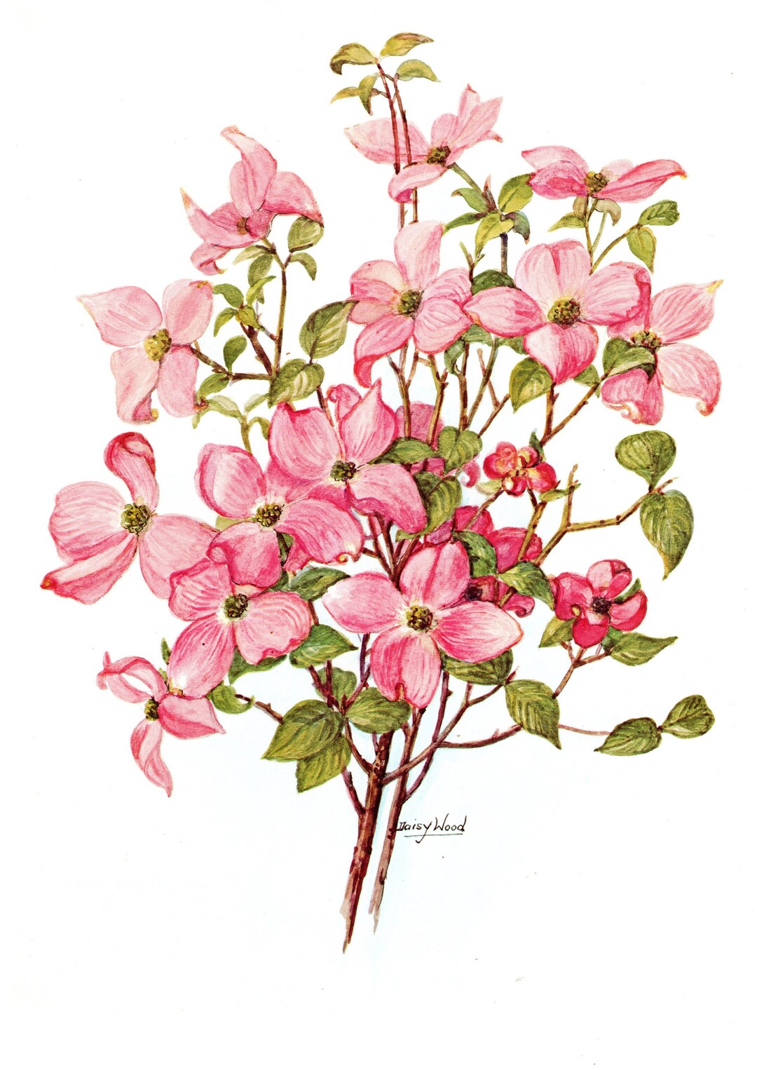 Australian Native Botanical Vintage Print - Pink Dogwood - Unique Gift ...
