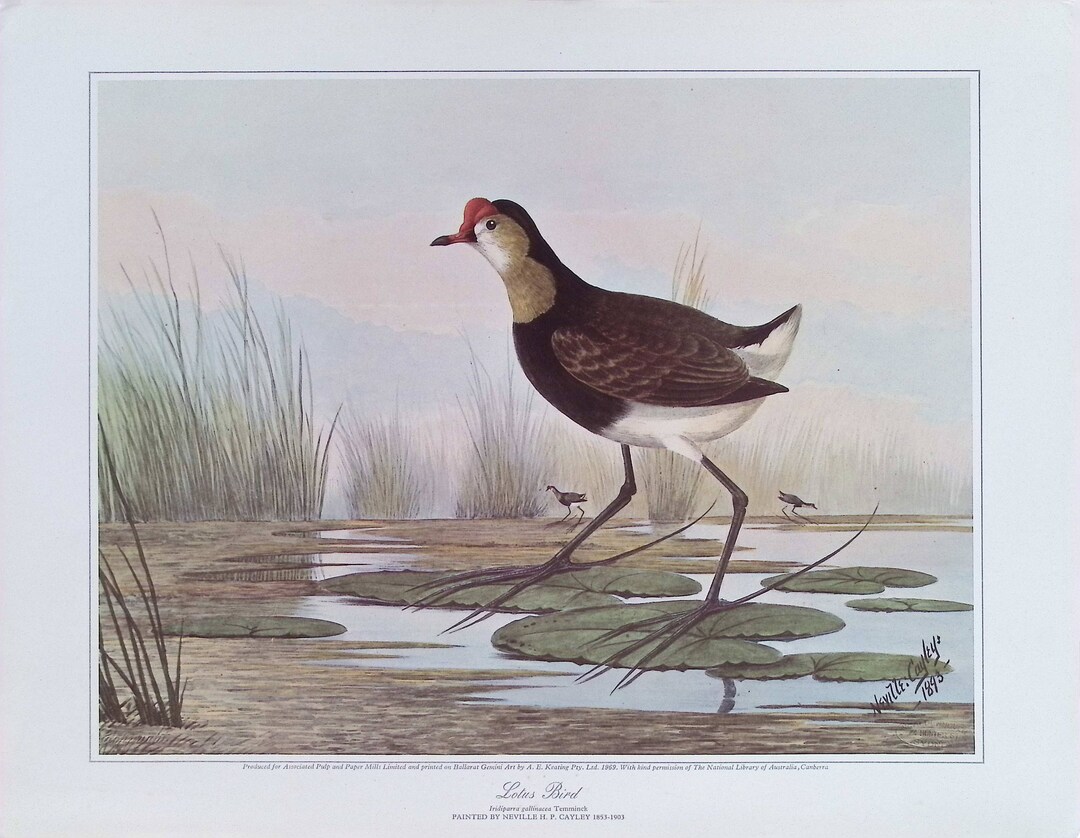 1969 Neville H.P. Cayley lotus Bird Original Large Watercolour Print ...