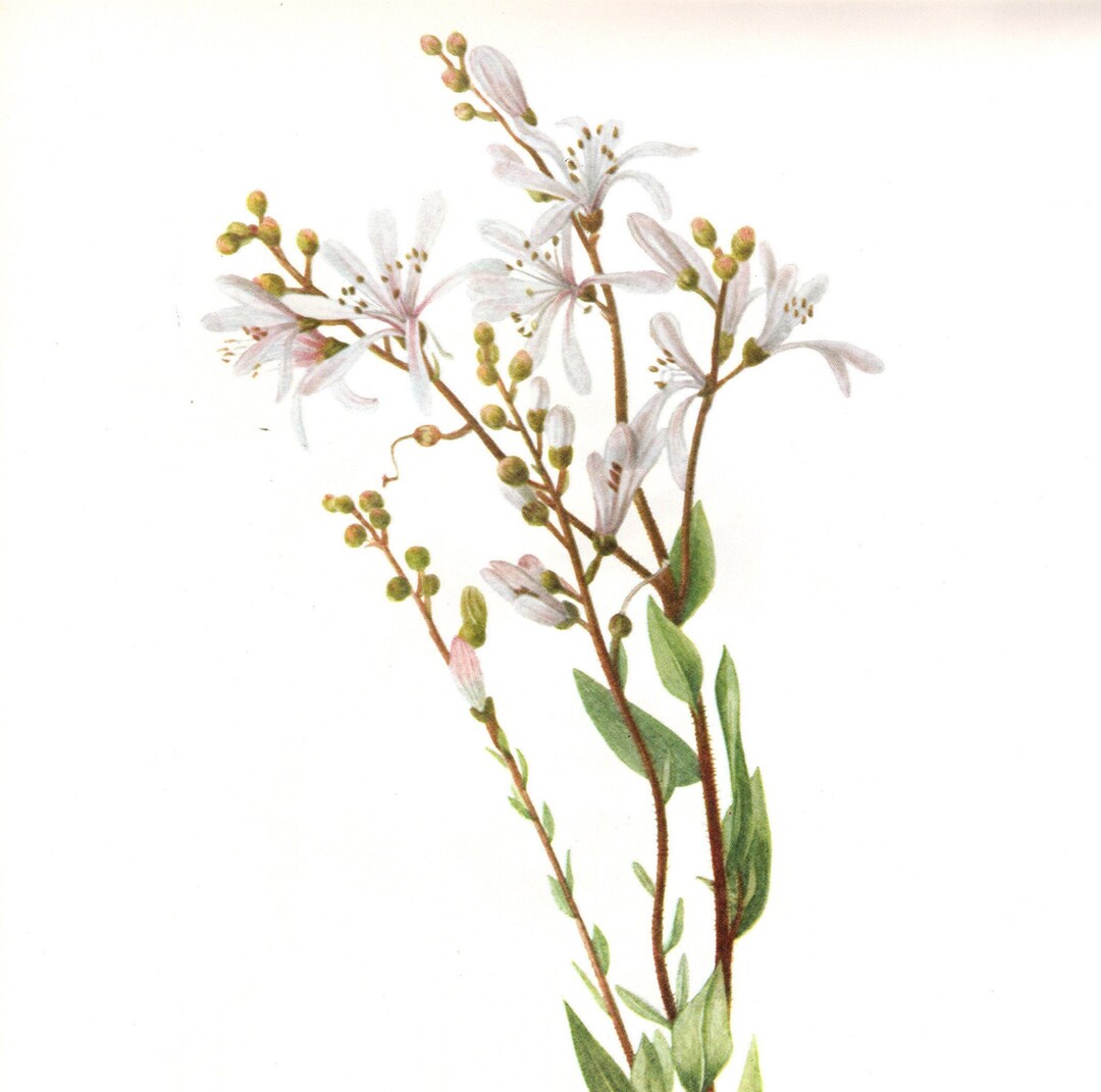 Vintage Wild Flowers of America Print: Tar-flower & Labrador Tea - Etsy