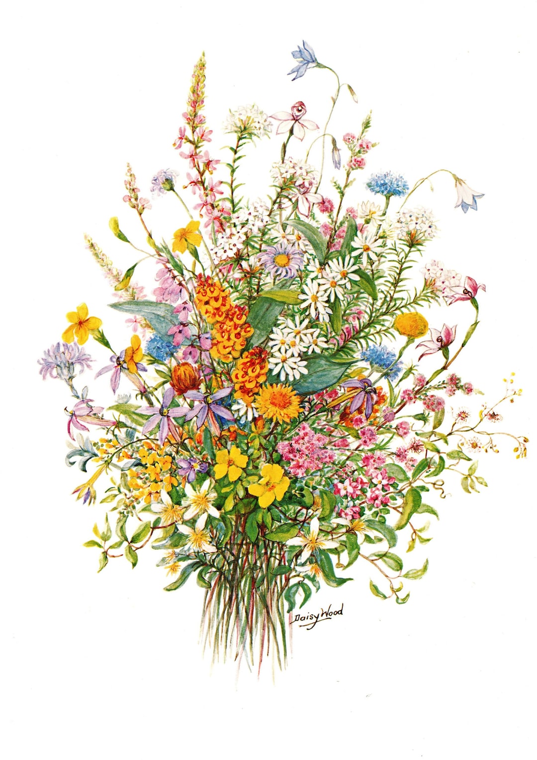 Australian Native Botanical Vintage Print - Alpine Wildflowers - Unique ...