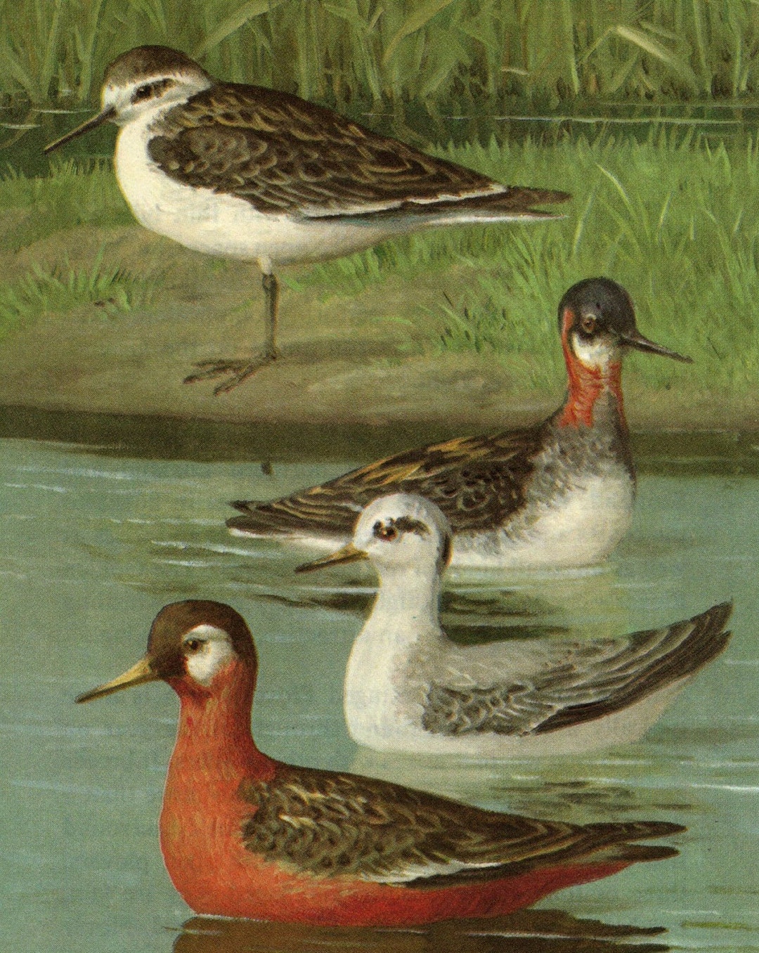 1967 PHALAROPES red-necked & Grey Original Bird Print Sea and Estuary Bird Unique Gift for Bird ...