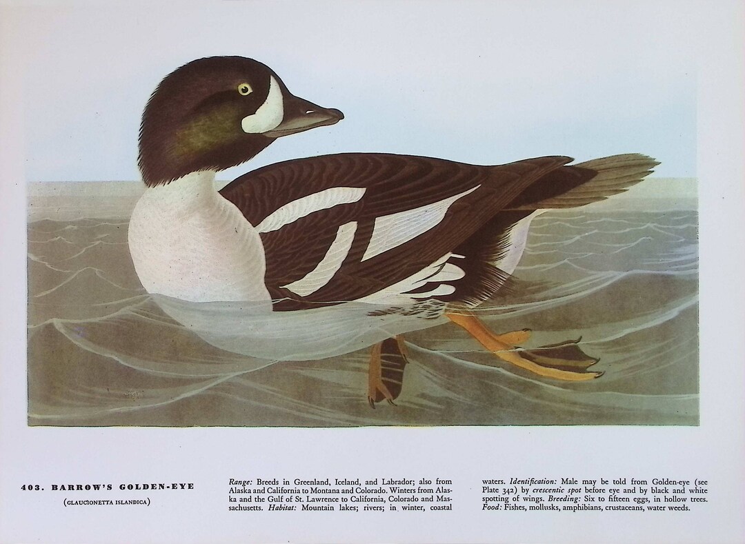 1974 Audubons Birds of America Original Large 2-sided Print Harrow's ...