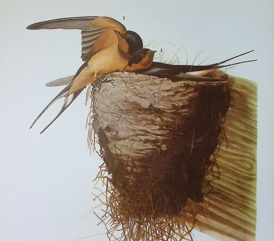 1974 Audubon Barn Swallow & Flycatcher Print: Birds of America ...