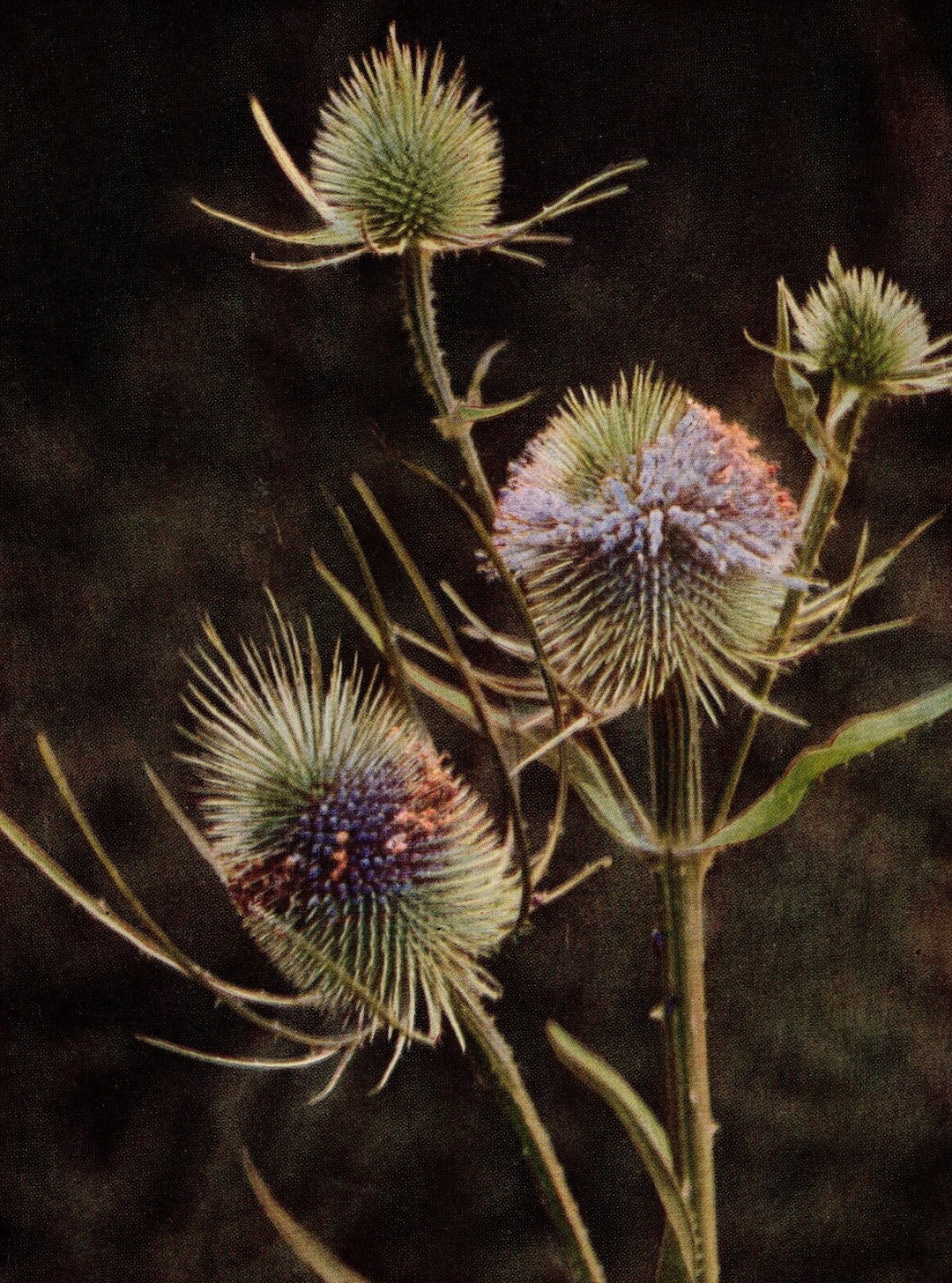 1913 Antique Teasel Wild Flower Photo - Original Print - Unique Gift ...
