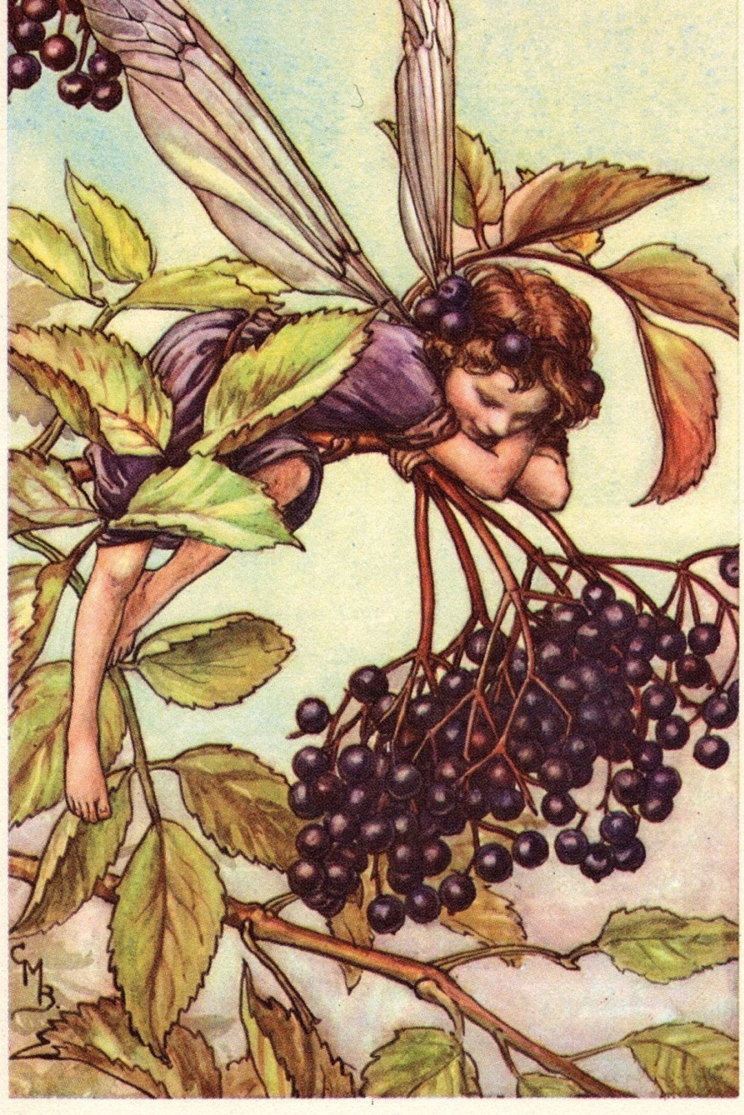 1990 Cicely Mary Barker flower Fairies of the Autumn the Elderberry ...