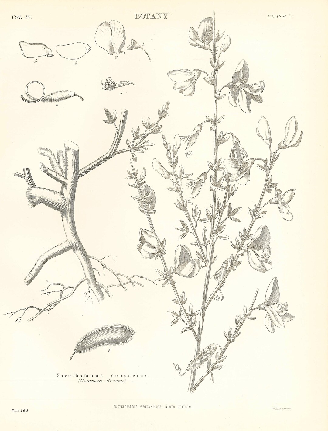Antique BOTANY - COMMON BROOM Rare Print 1870s - Lithograph From 9th ...