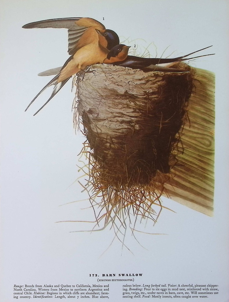 1974 Audubon Barn Swallow & Flycatcher Print: Birds of America ...