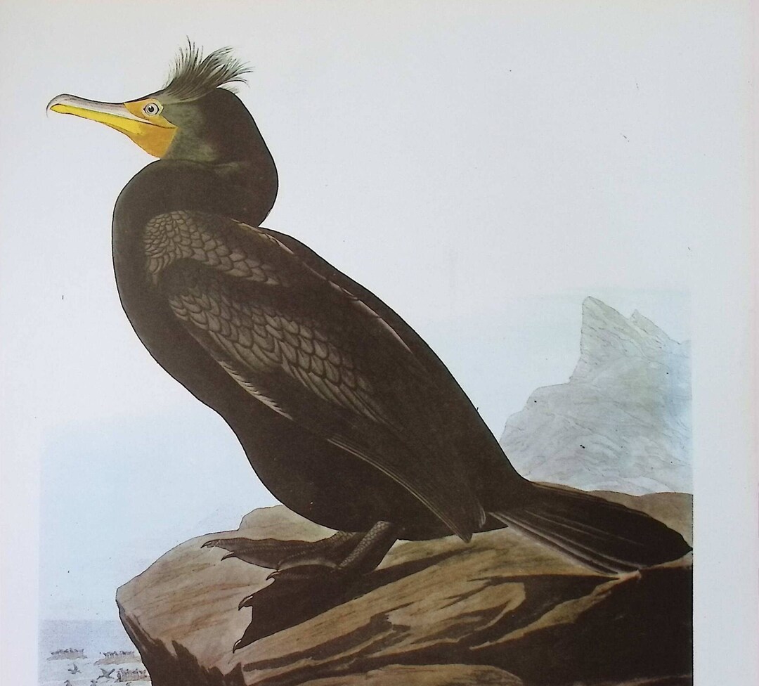 Audubon Bird Print: Double-crested Cormorant & Hudsonian Godwit ...
