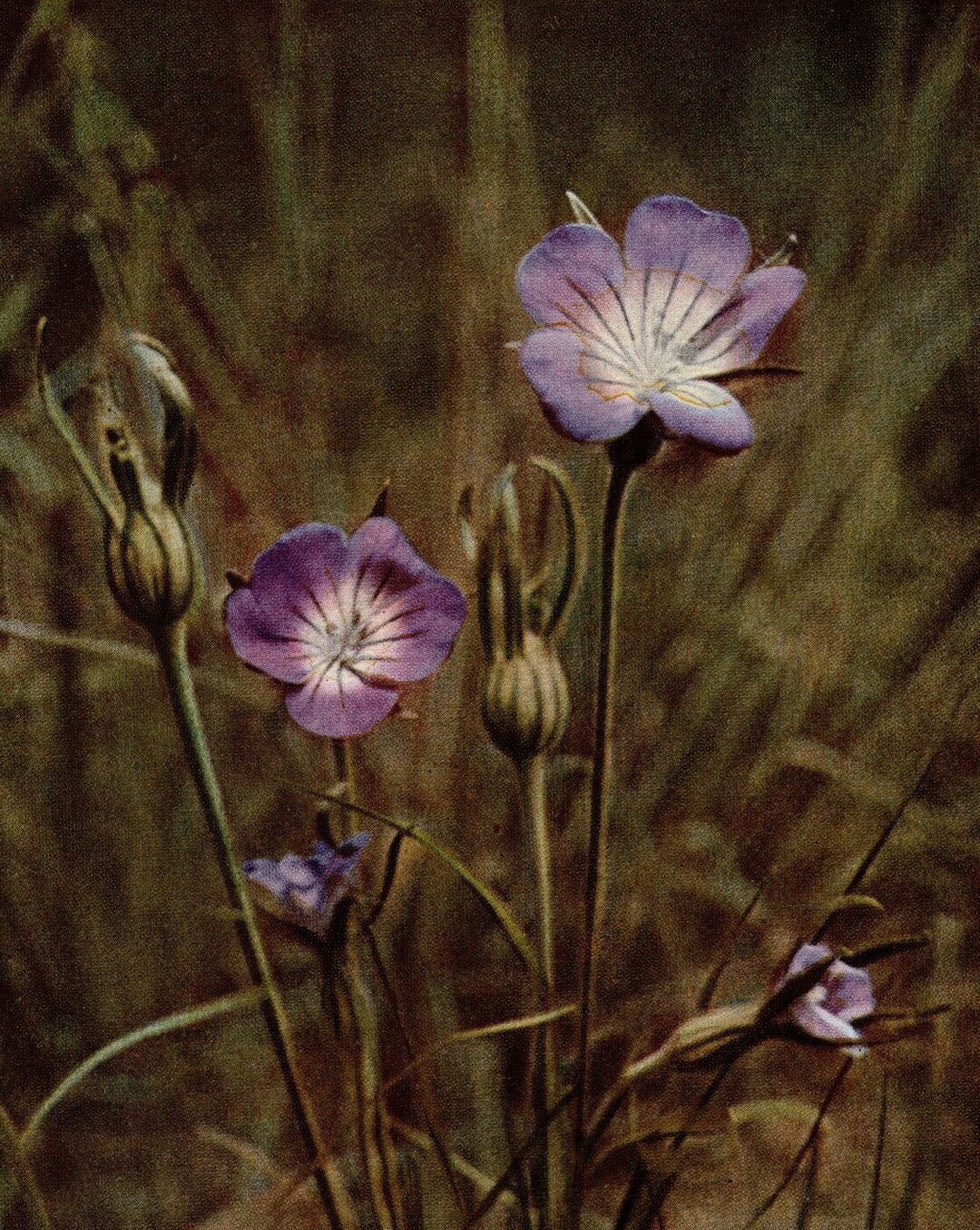 1913 Antique Corn-cockle Wildflower Print: Botanical Photo - Etsy