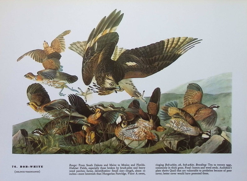 Audubon's Birds of America Print: Bob White & Pigeon Hawk Lithograph - Etsy