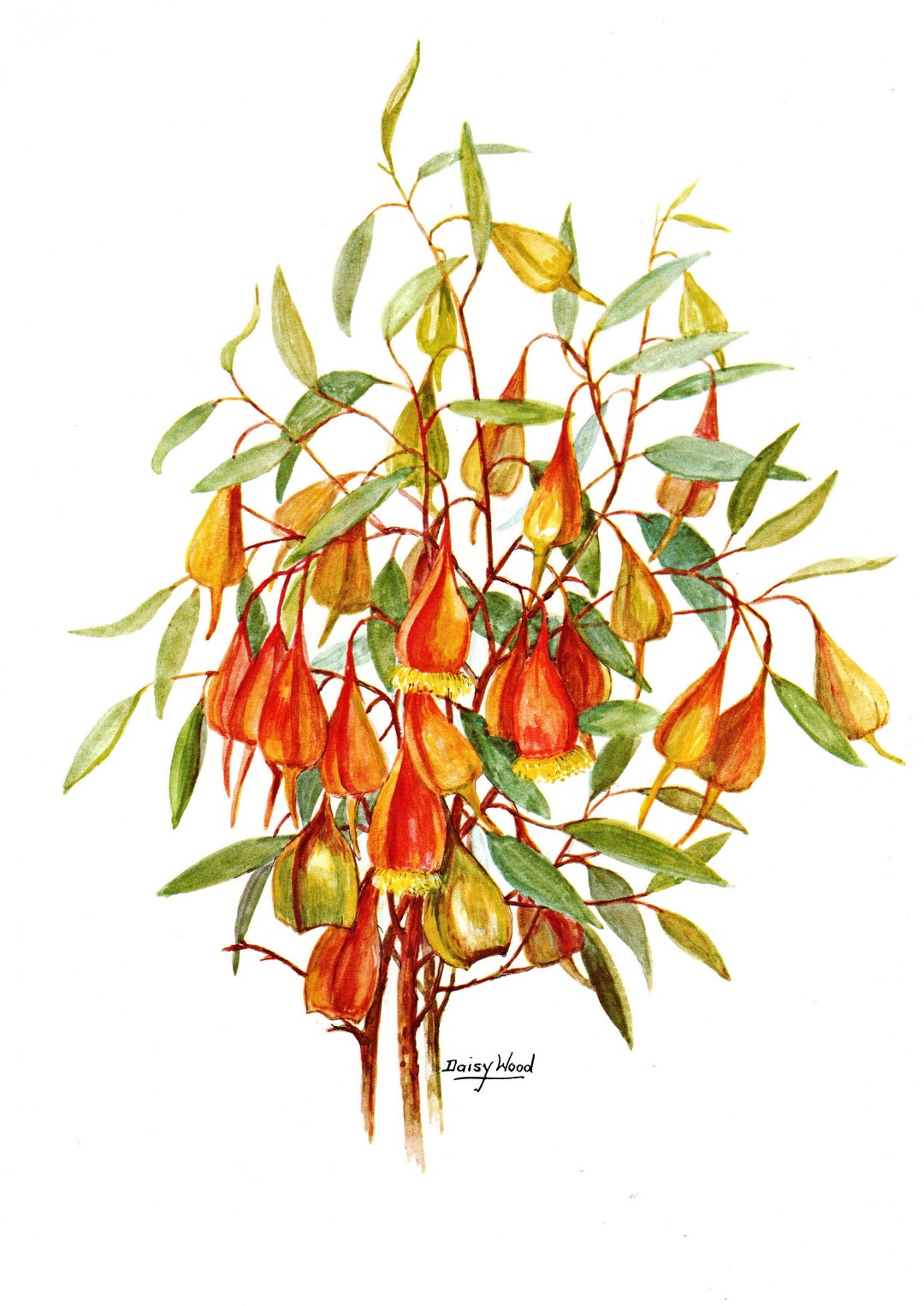 Australian Native Botanical Vintage Print - Forrest's Marlock, Western ...