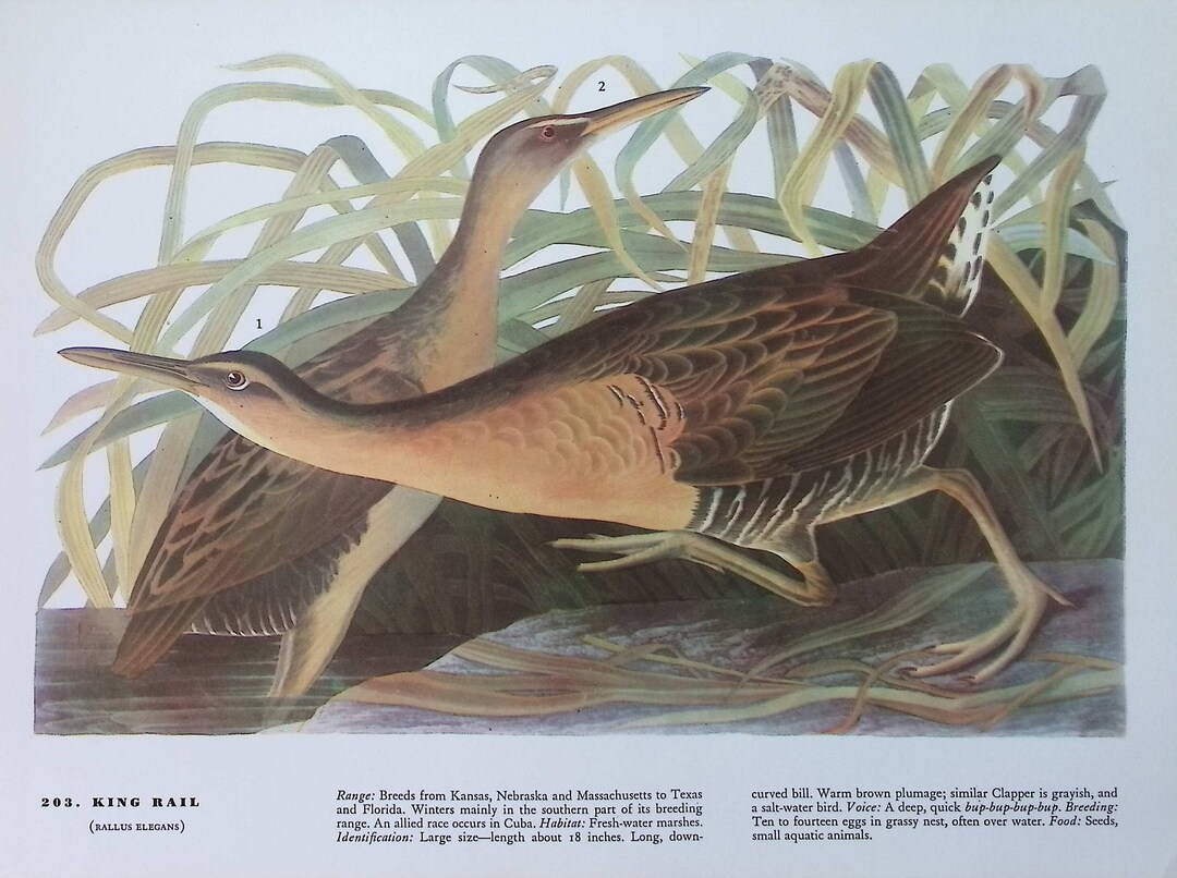 1974 Audubon’s Birds of America Original Large 2-sided Print - King ...