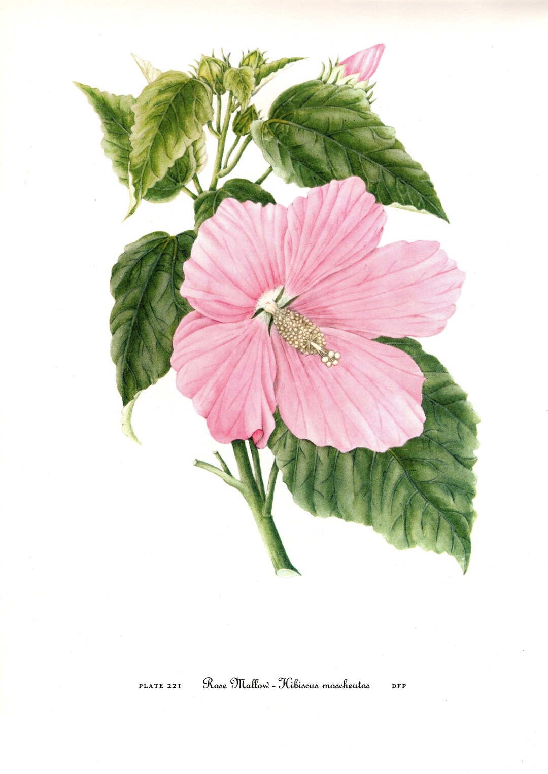 Vintage Rose Mallow Botanical Print: Wildflowers of America - Etsy