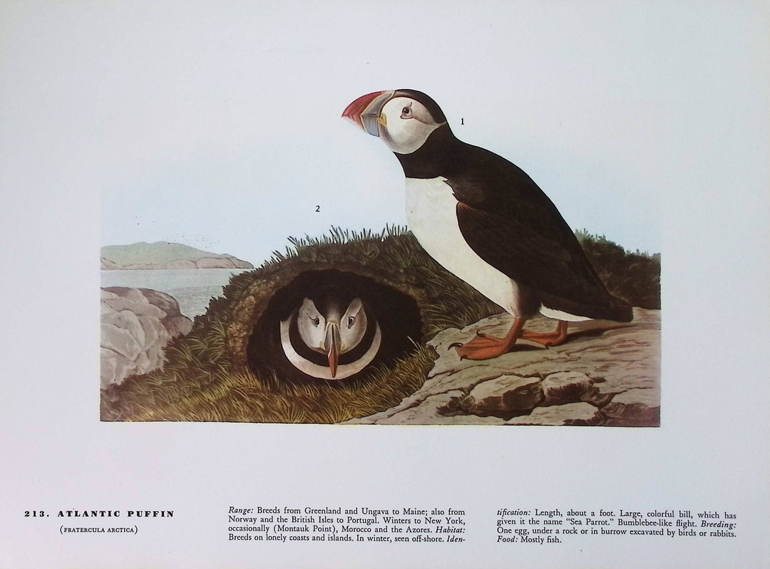 Audubon Atlantic Puffin & Auk Print: 1974 Birds of America Lithograph ...
