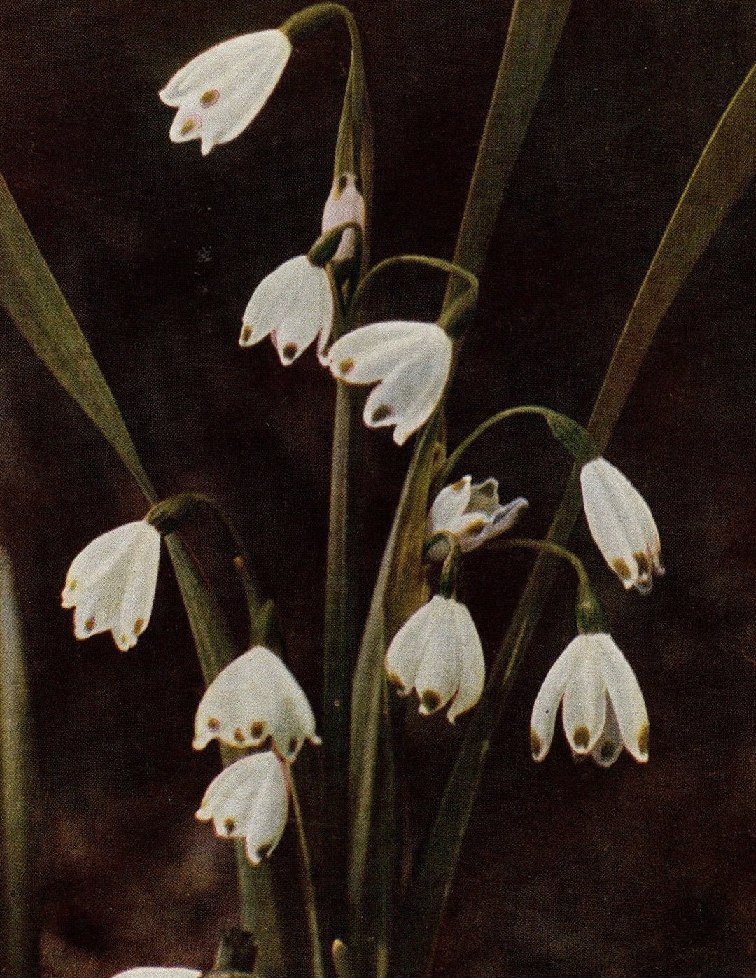 1913 Antique Snowflake Wild Flower Photo - Original Print - Unique Gift ...
