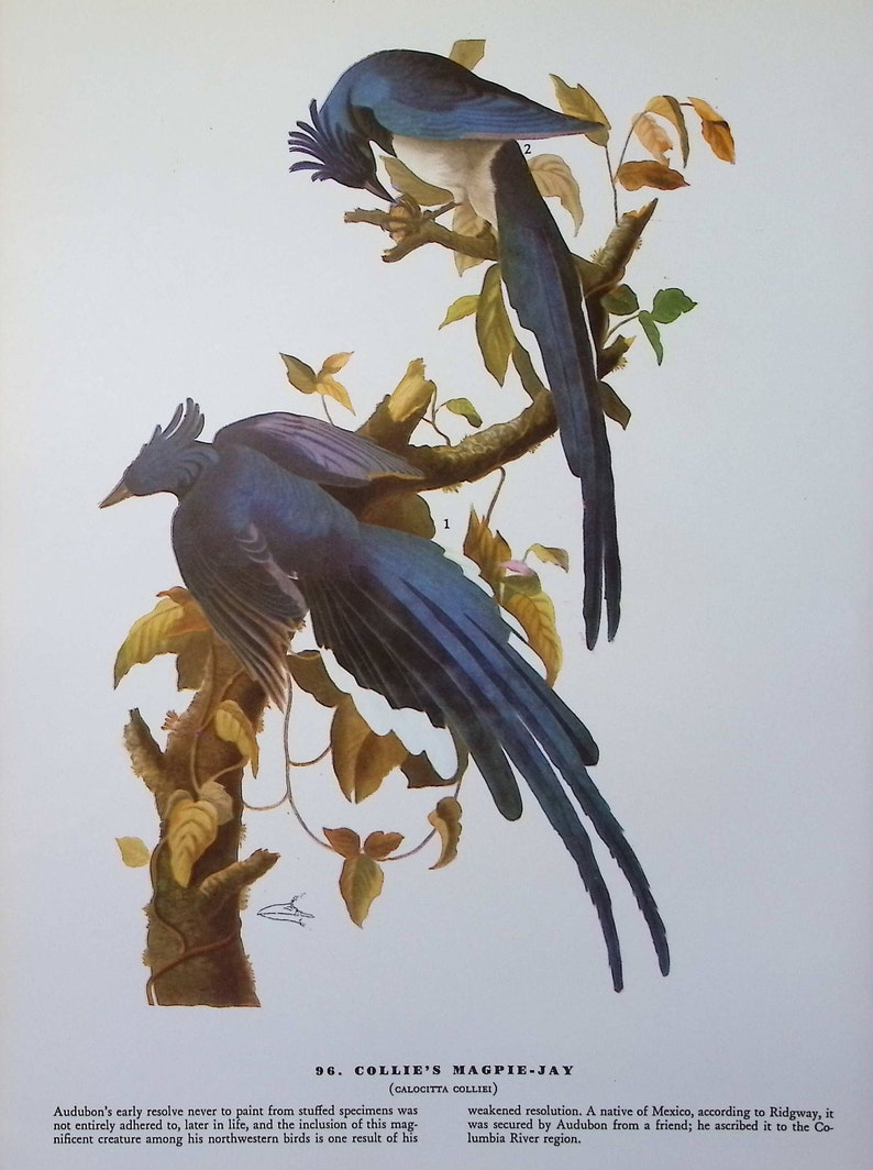 Audubon Bird Print: Collie's Magpie-jay & Yellow Warbler (1974) - Etsy