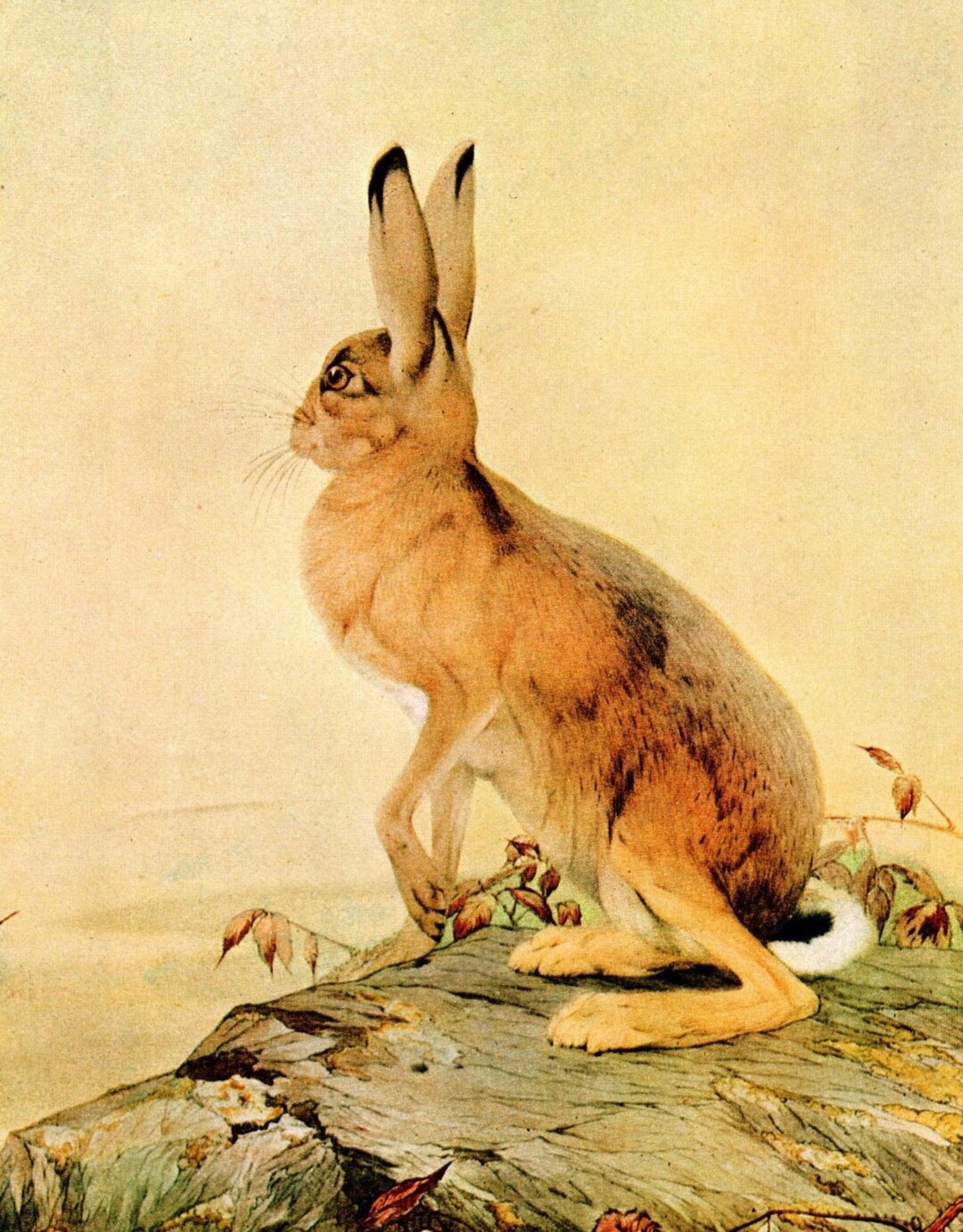 Edward J. Detmold 'the Fables of Aesop' Print: Enchanting Vintage Art ...