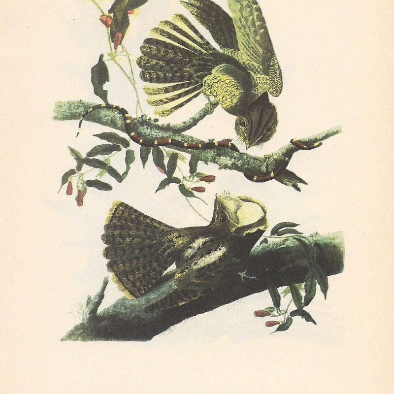 Whippoorwill - Etsy