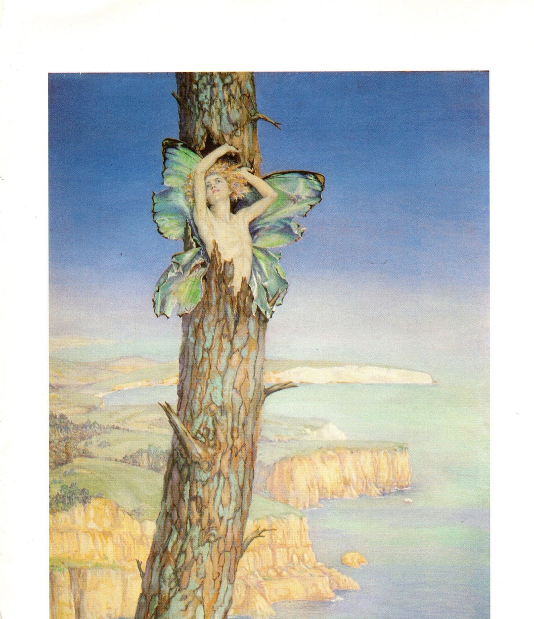 1915 Maud Tindal Atkinson "ariel" Painting - Original Vintage Book ...