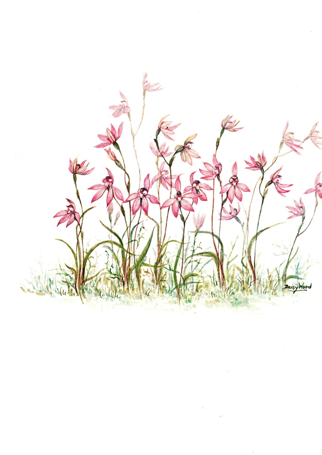 Australian Native Botanical Vintage Print - Fairy Orchids - Unique Gift ...