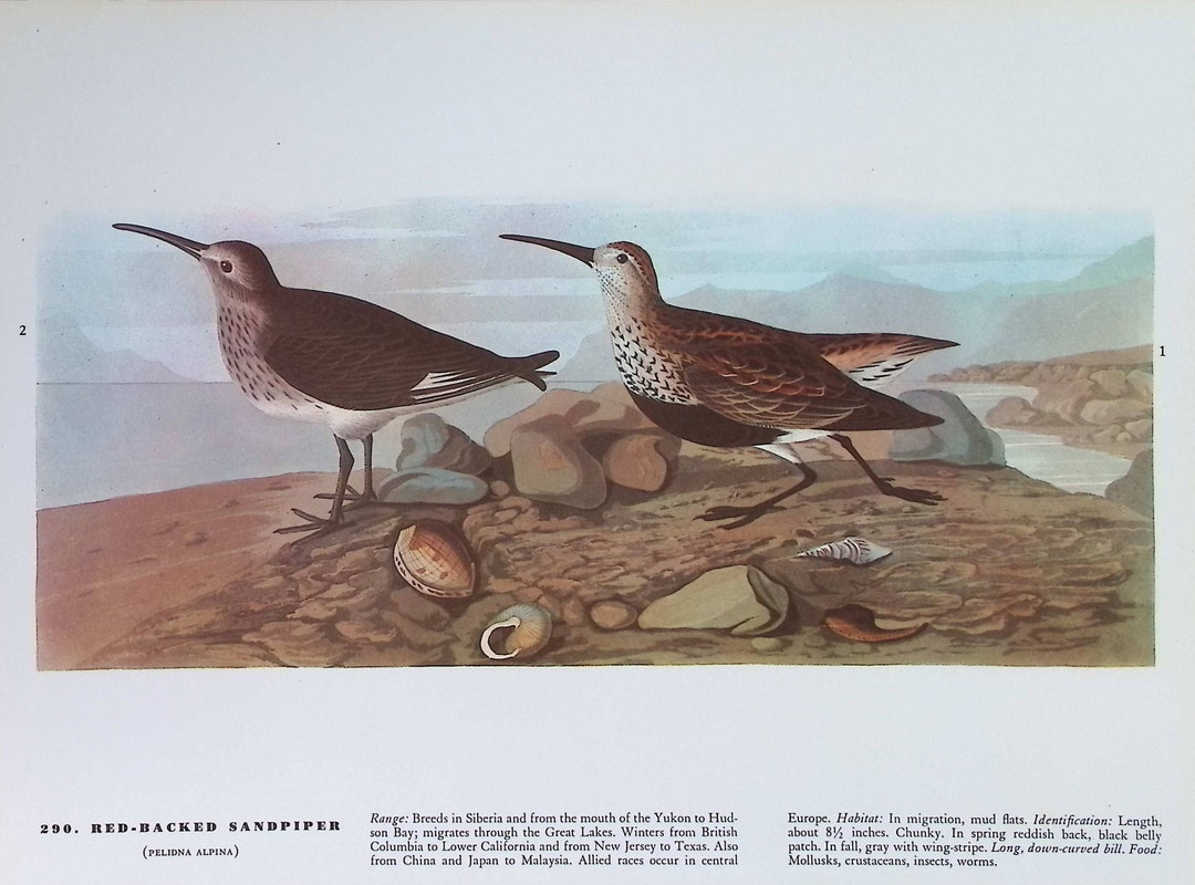 1974 Audubon’s Birds of America Original Large 2-sided Print - Red ...